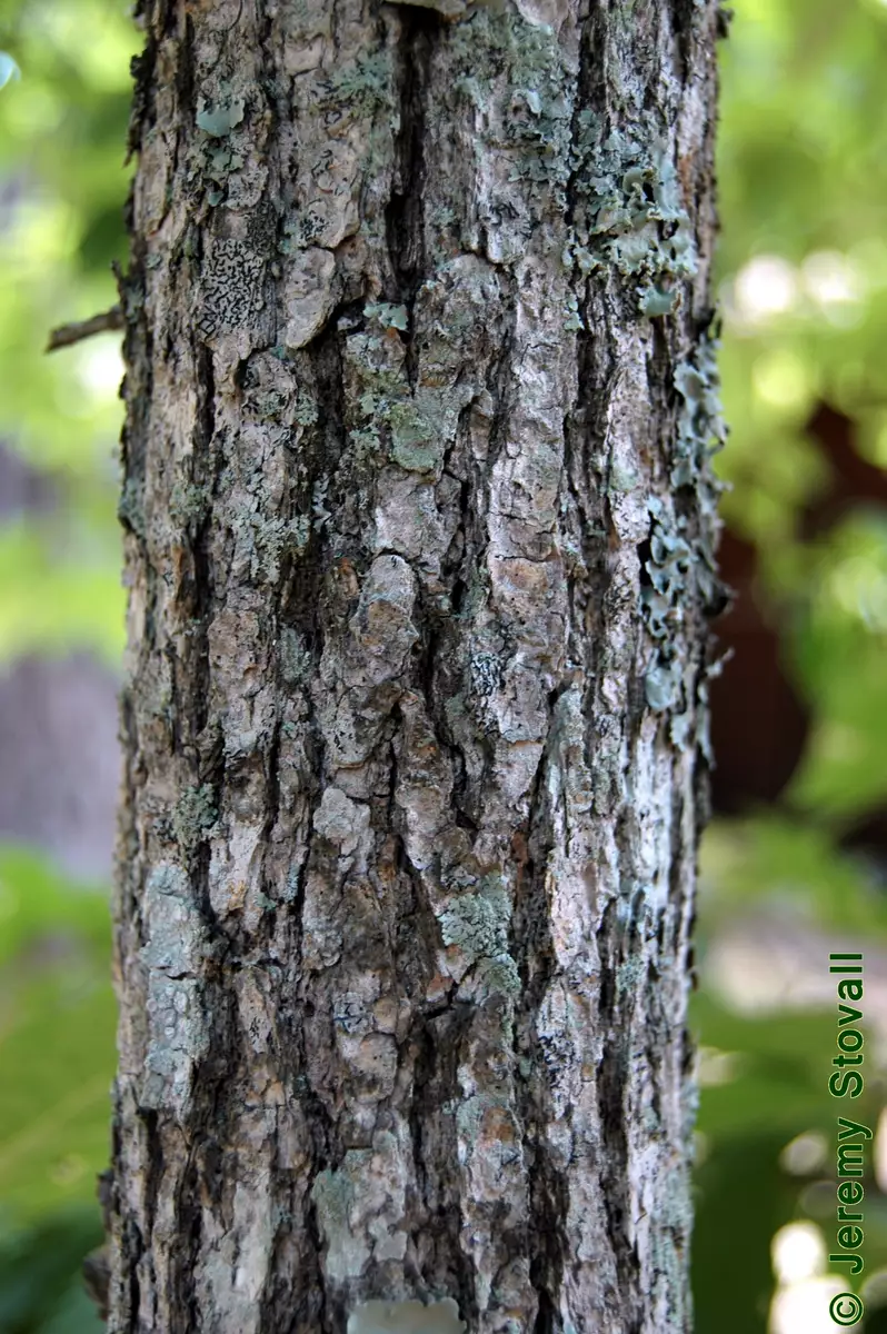 Nyssa sylvatica var. biflora - Deciduous - Swamp Blackgum, Swamp Tupelo