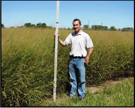 Panicum virgatum 'Cave-in-Rock' - Grass,Herbaceous Plants - Cave-in ...