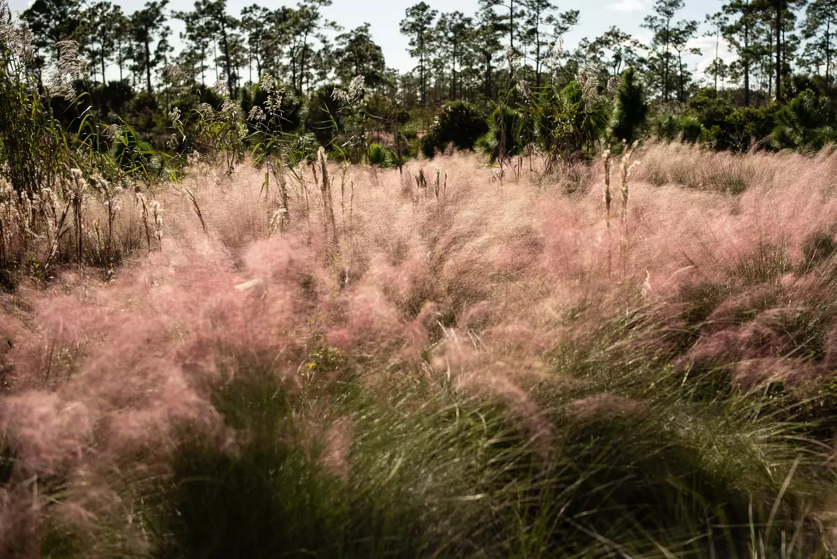 Muhlenbergia capillaris - Web page Navigation - Pink Muhlygrass, Gulf ...