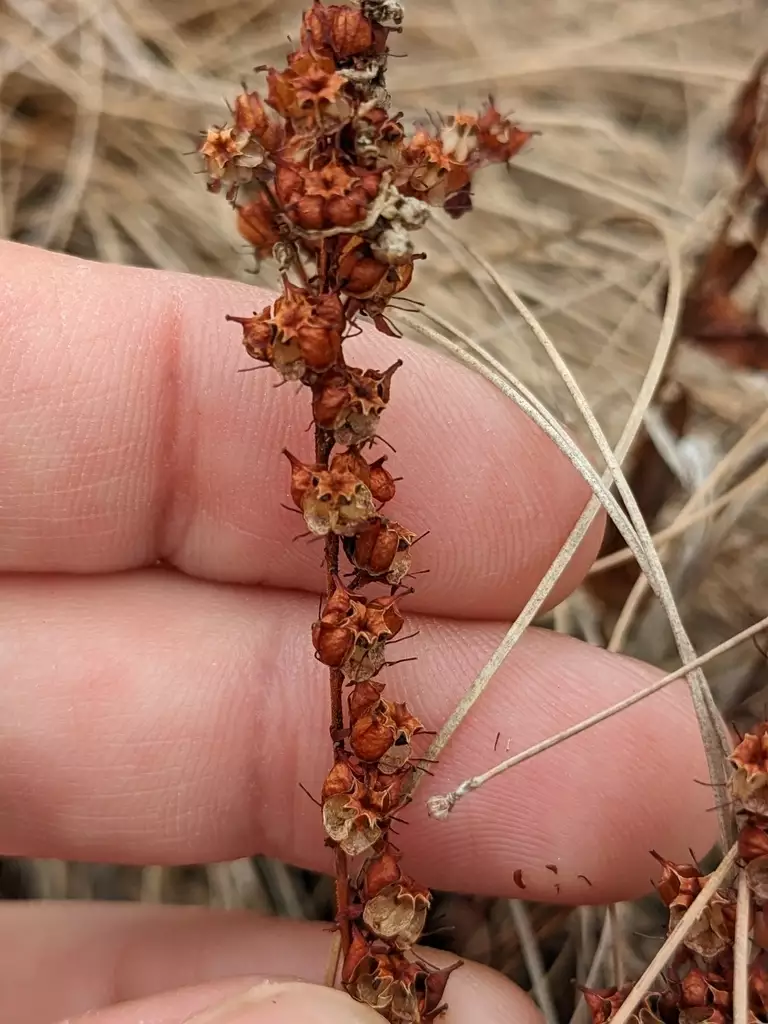 Sheffield's Seed Company