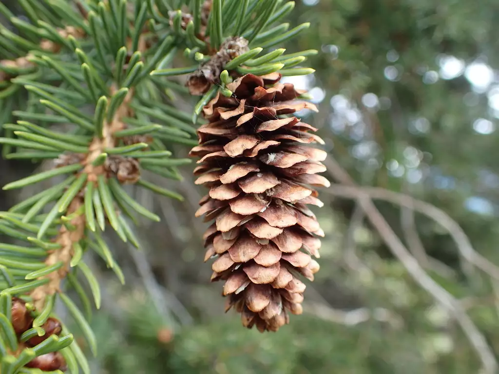 Picea x lutzii - Conifer,Tree,Web page Navigation - Lutz Spruce