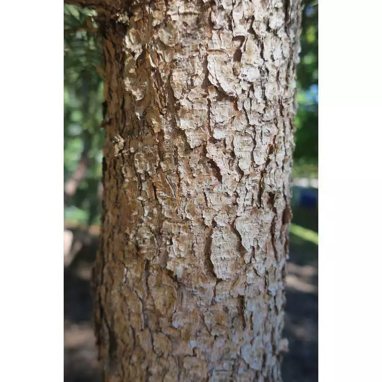 Picea martinezii - Web page Navigation - Martinez's spruce, Nuevo Leon