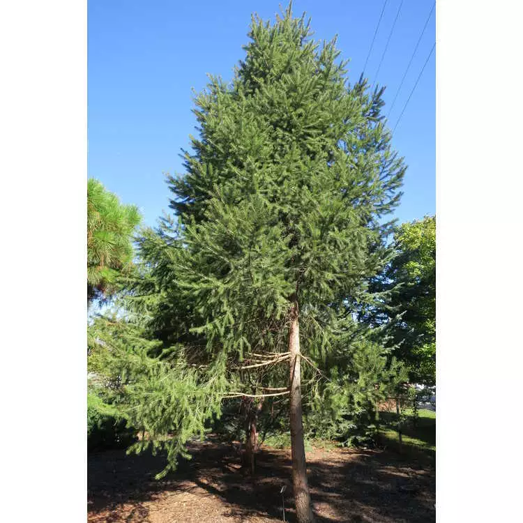 Picea martinezii - Web page Navigation - Martinez's spruce, Nuevo Leon