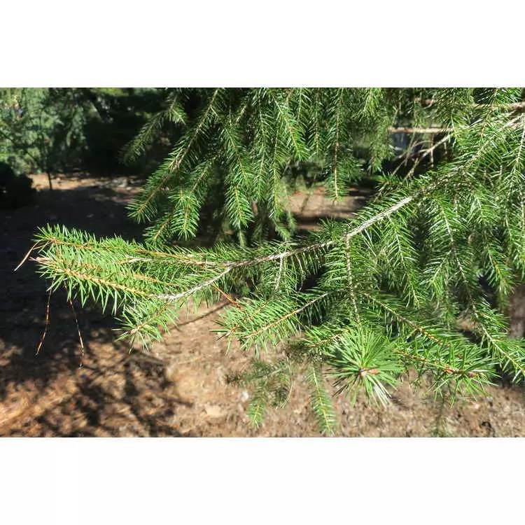 Picea martinezii - Web page Navigation - Martinez's spruce, Nuevo Leon