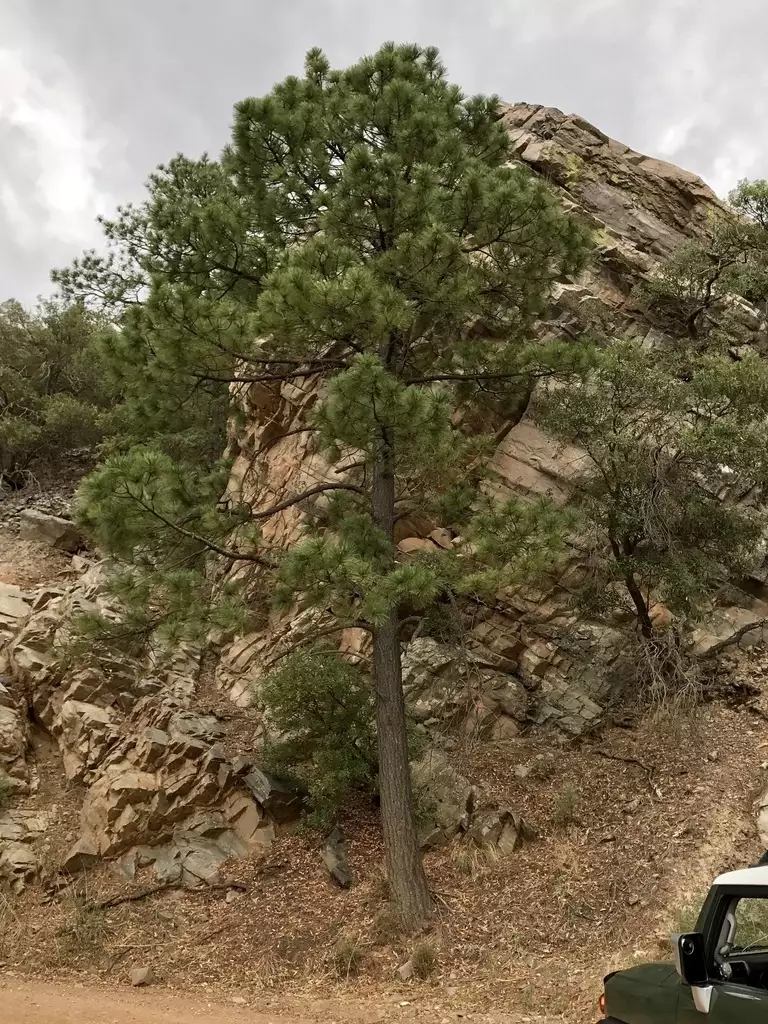 Pinus arizonica - Conifer,Tree,Web page Navigation - Arizona Pine