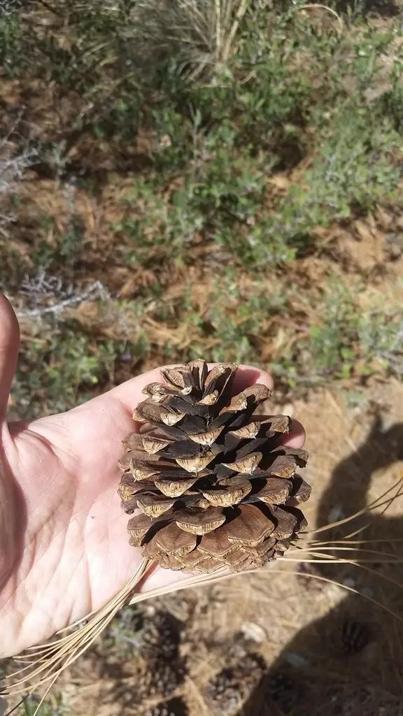 Pinus arizonica - Conifer,Tree,Web page Navigation - Arizona Pine
