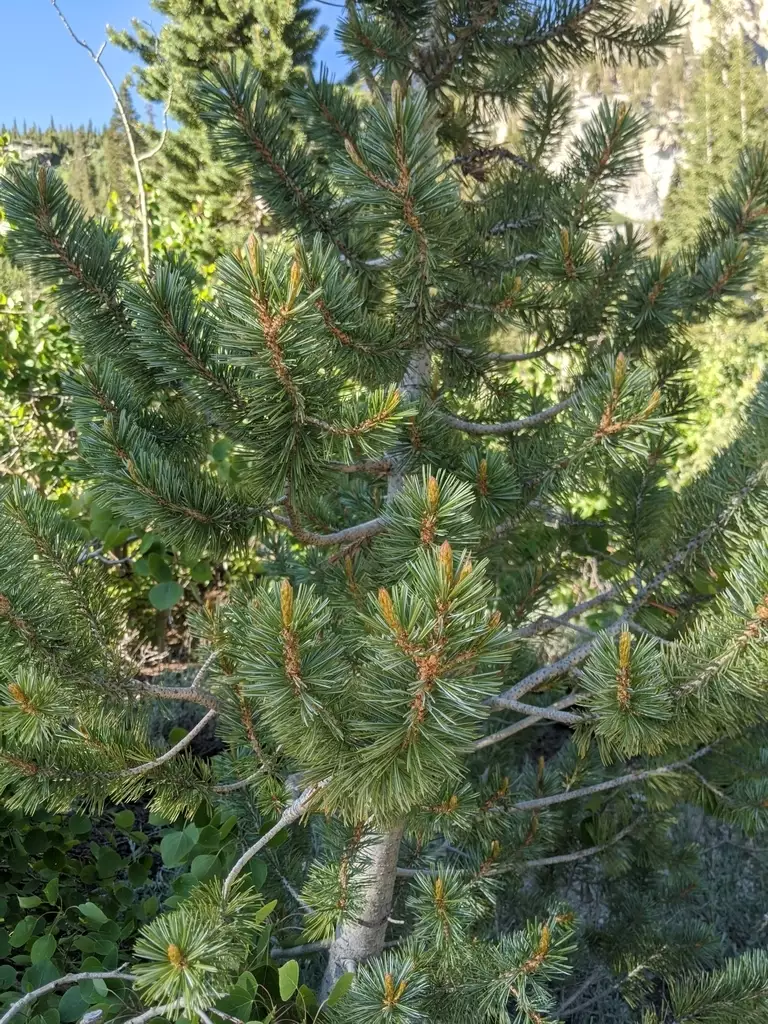 Pinus balfouriana - Common Bonsai,Conifer - Foxtail Pine