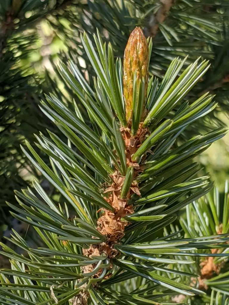 Pinus balfouriana - Common Bonsai,Conifer - Foxtail Pine