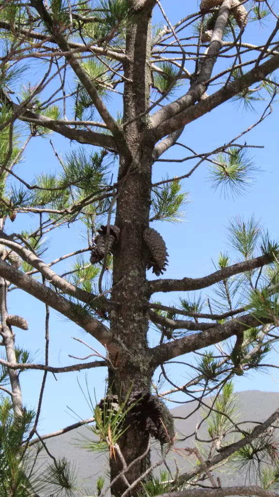 Pinus greggii - Conifer - Gregg's Pine