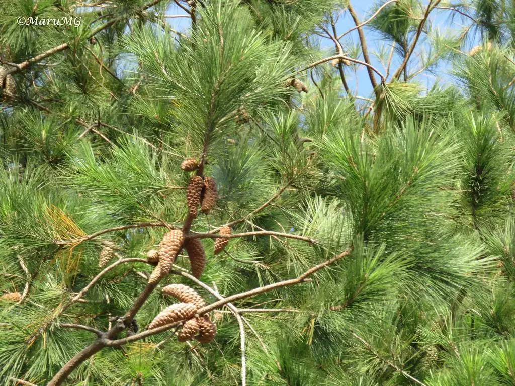 Pinus greggii - Conifer - Gregg's Pine