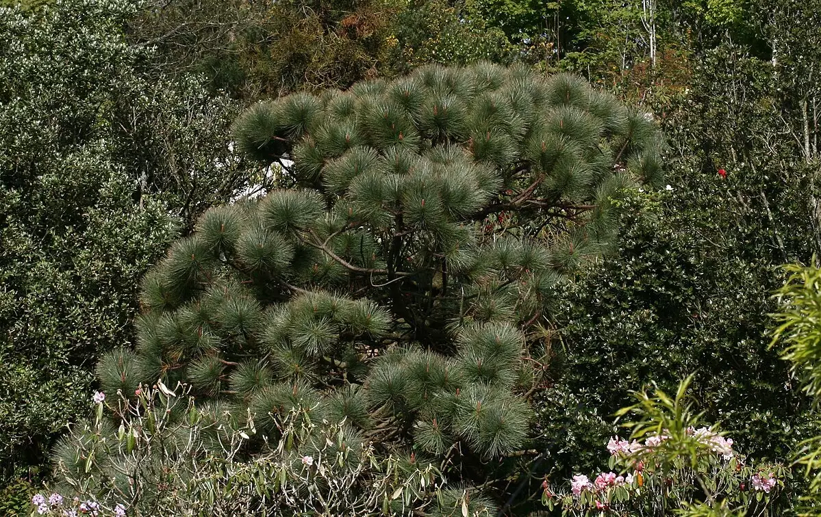 Pinus montezumae - Conifer,Medicinal Herbs,Tree,Web page Navigation ...