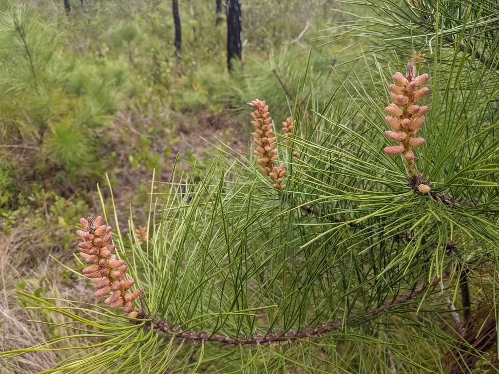 Pinus serotina - Conifer - Marsh Pine, Pocosin Pine, Pond Pine