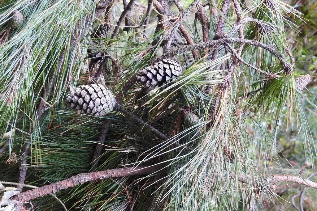 Pinus tecunumanii - Conifer,Tree,Web page Navigation - Ocote de ...