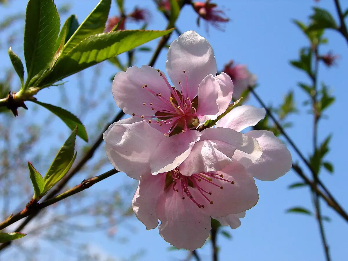 Prunus davidiana - Flowering Tree,Medicinal Herbs - Chinese Wild Peach ...