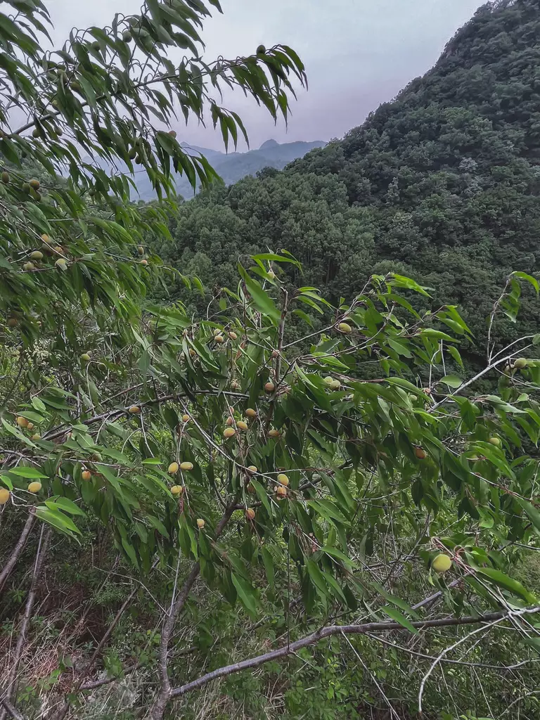 Prunus davidiana - Flowering Tree,Medicinal Herbs - Chinese Wild Peach ...