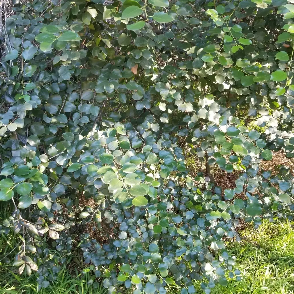 Prunus lyonii - Shrub - Catalina Cherry