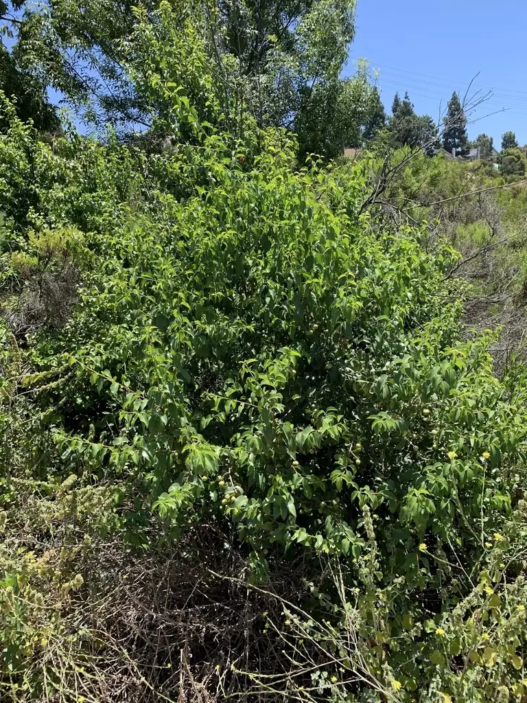 Prunus lyonii - Shrub - Catalina Cherry