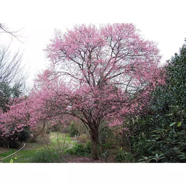 Prunus mume - Common Bonsai,Flowering Tree,Medicinal Herbs - Chinese ...