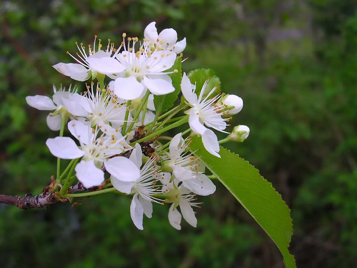 Prunus pensylvanica - Deciduous,Medicinal Herbs - Fire Cherry, Pin Cherry
