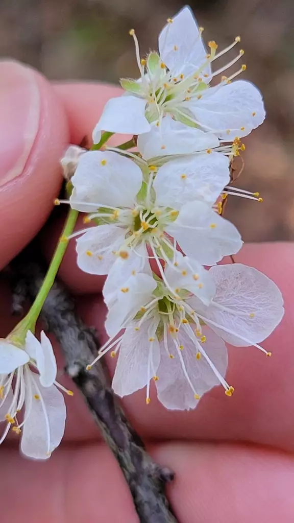 Prunus umbellata - Edible Fruit/Nuts,Fruits,Tree,Web page Navigation ...