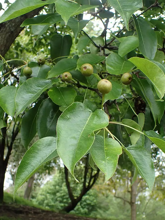 Pyrus pyrifolia - Flowering Tree - Asian Pear, Chinese Pear, Chinese ...