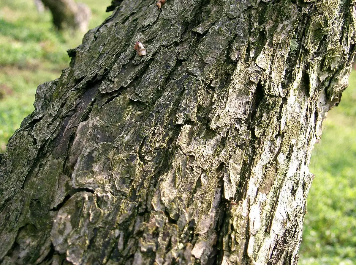 Pyrus pyrifolia - Flowering Tree - Asian Pear, Chinese Pear, Chinese ...