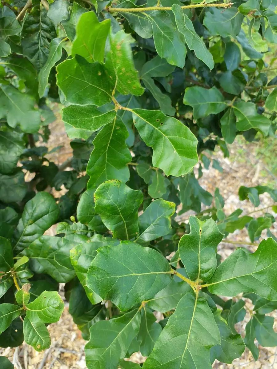 Quercus arkansana - Hardwood - Arkansas Oak
