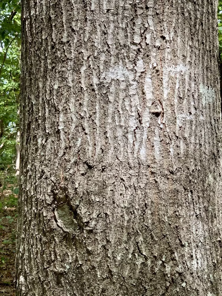Quercus arkansana - Hardwood - Arkansas Oak