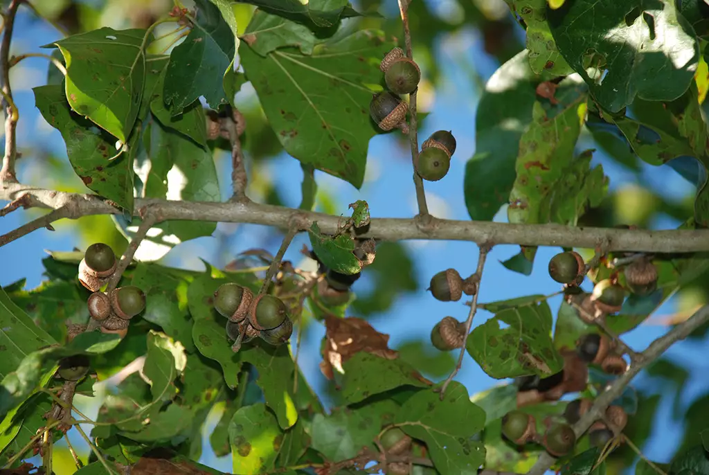 Quercus arkansana - Hardwood - Arkansas Oak