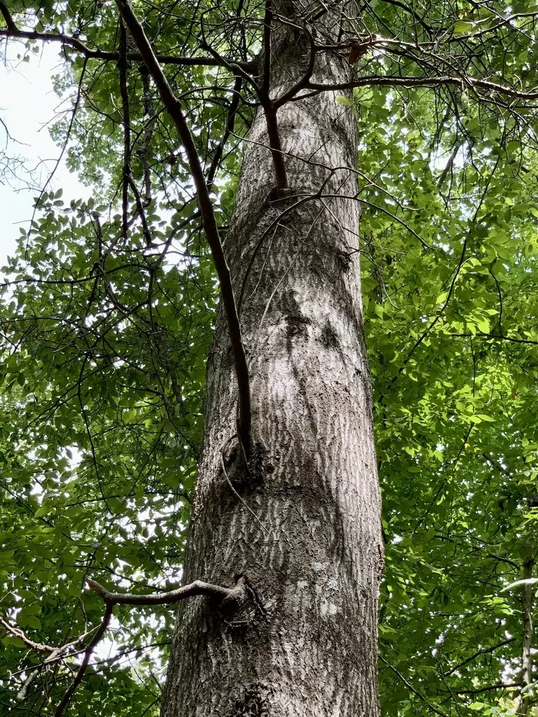 Quercus arkansana - Hardwood - Arkansas Oak