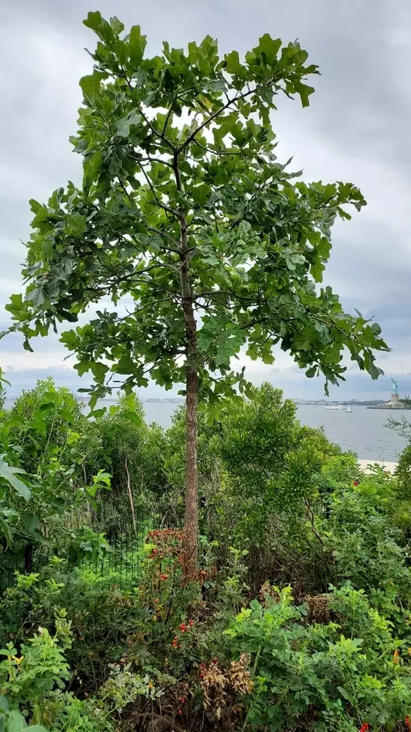 Quercus x bushii - Web page Navigation - Bush's Oak