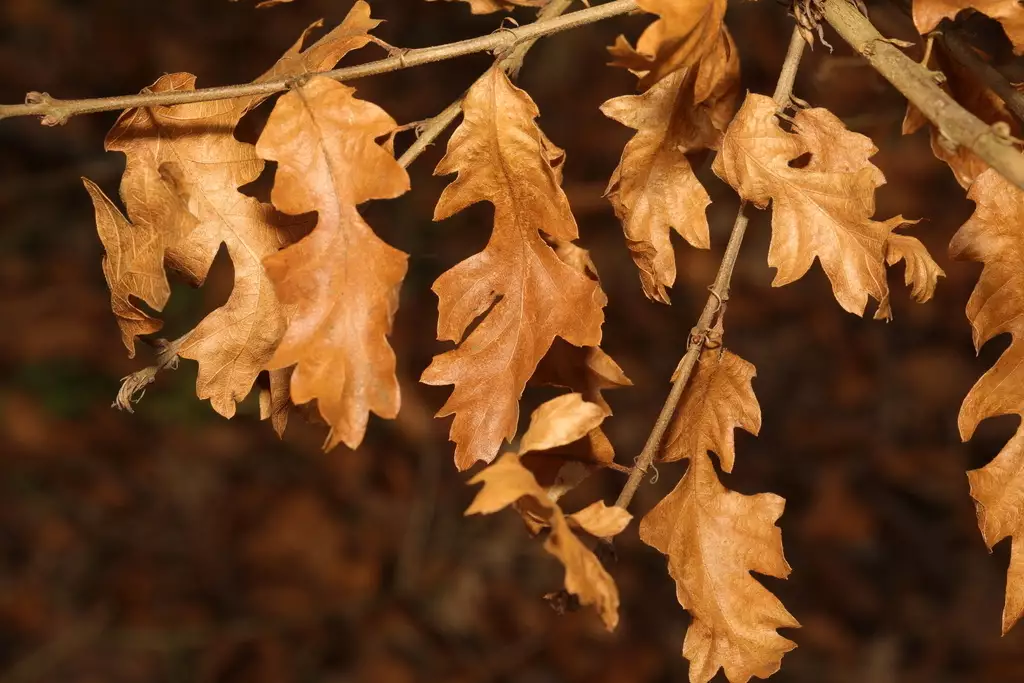 Quercus cerris - Common Bonsai,Deciduous,Hardwood,Shade Tree - European ...