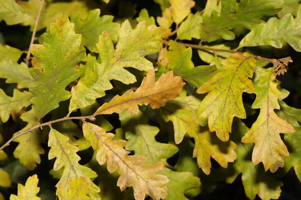 Quercus cerris - Common Bonsai,Deciduous,Hardwood,Shade Tree - European ...