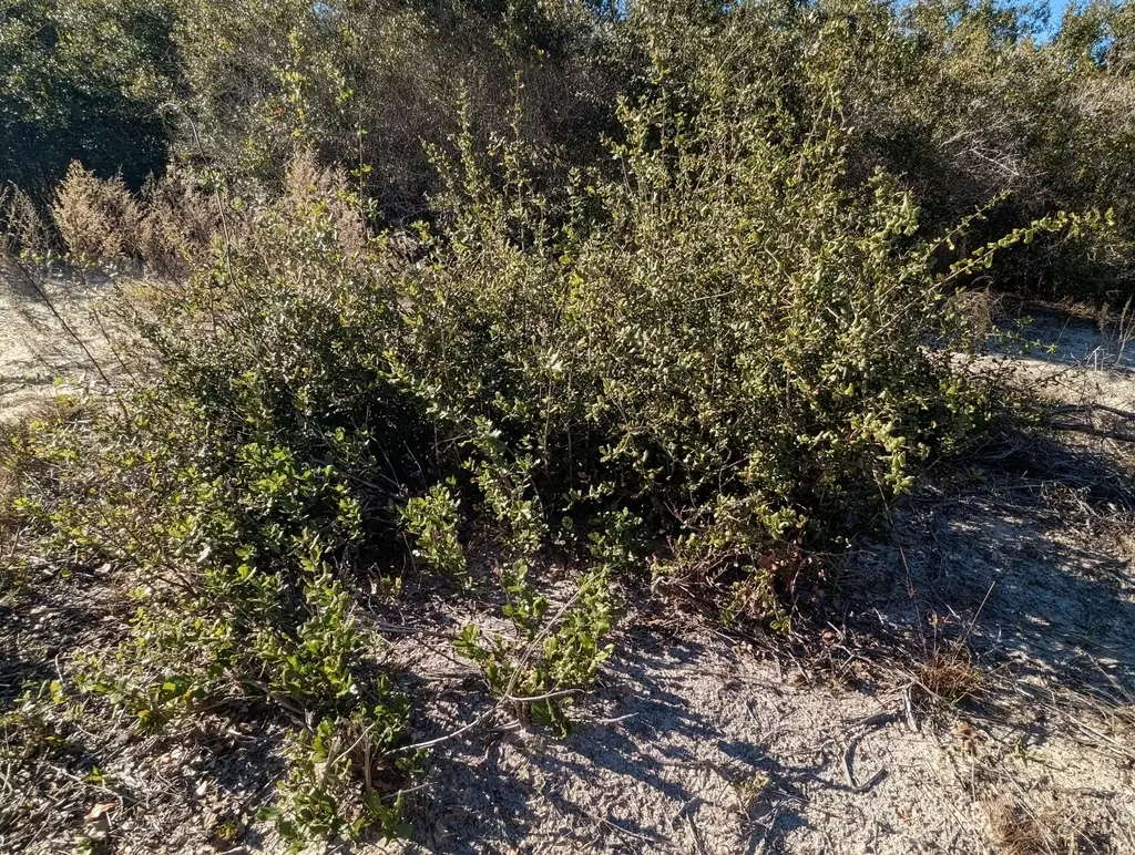 Quercus Myrtifolia Quercus Myrtifolia (Myrtle Oak) FSUS