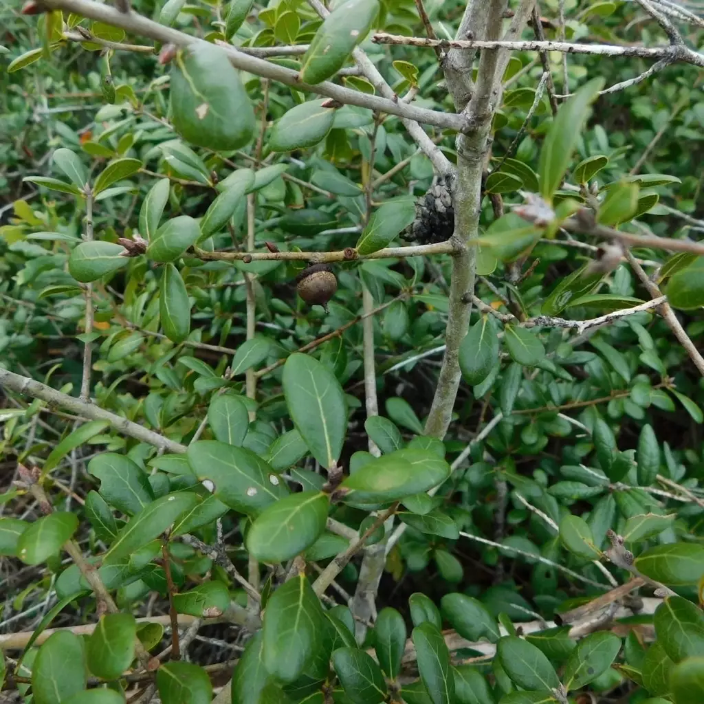 Quercus Myrtifolia Quercus Myrtifolia (Myrtle Oak) FSUS