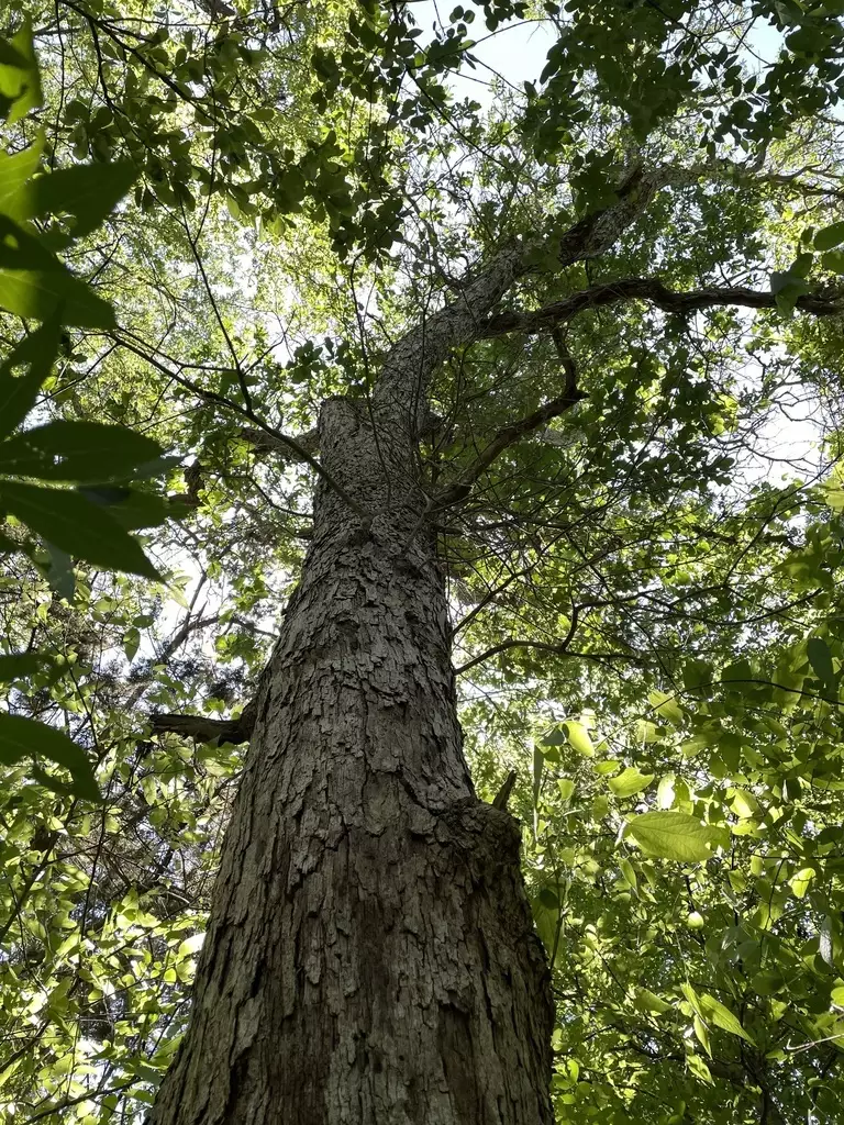 Quercus sinuata var. sinuata - Hardwood,Tree,Web page Navigation ...