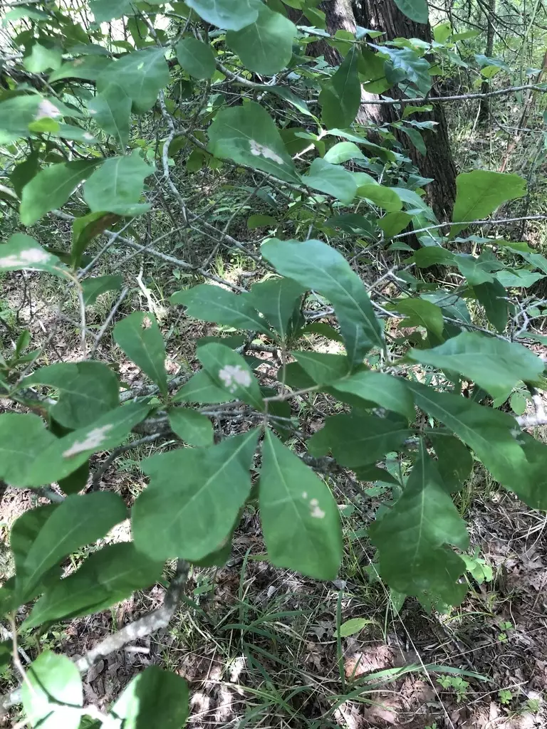Quercus sinuata var. sinuata - Hardwood,Tree,Web page Navigation ...