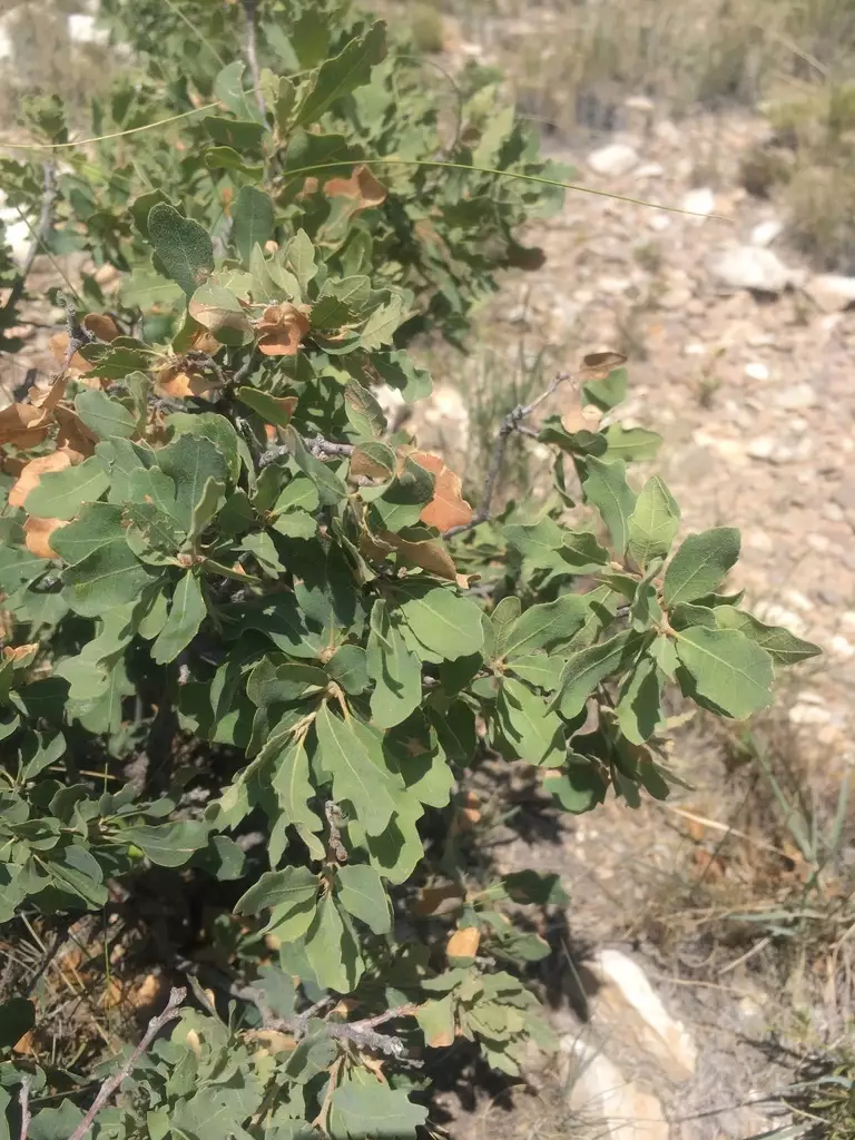 Quercus X undulata - Hardwood,Medicinal Herbs - Wavyleaf Oak