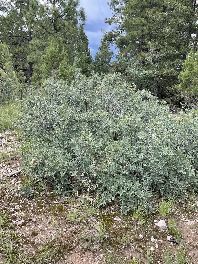Quercus X undulata - Hardwood,Medicinal Herbs - Wavyleaf Oak