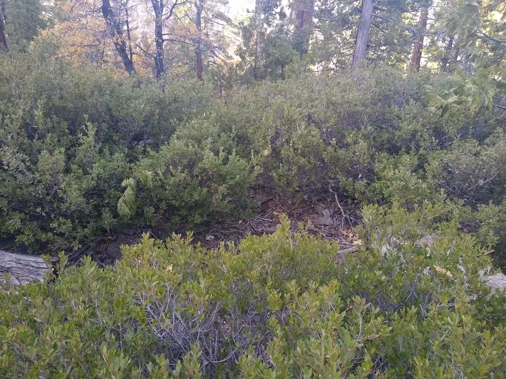 Quercus vacciniifolia - Common Bonsai,Hardwood - Huckleberry Oak