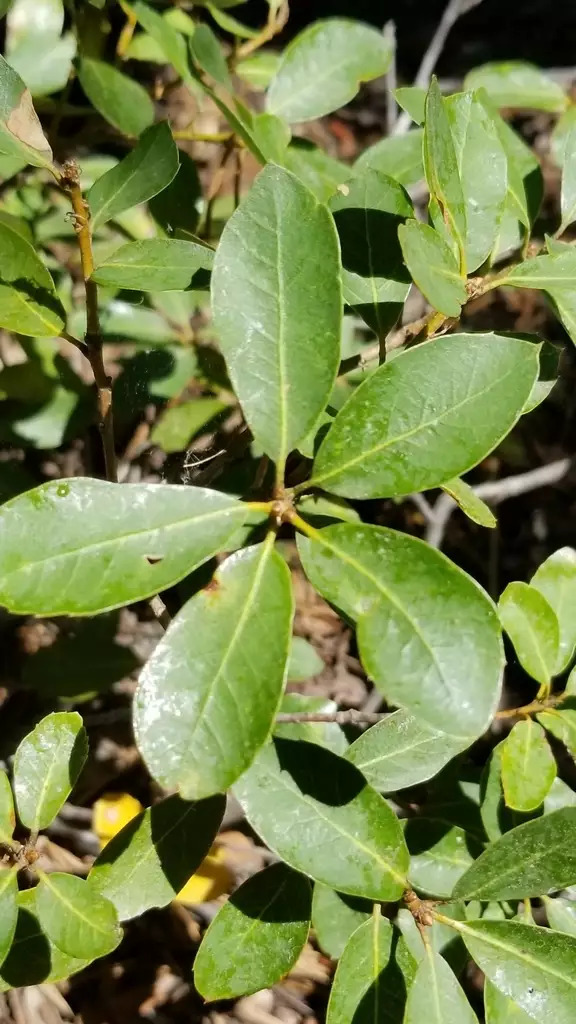 Quercus vacciniifolia - Common Bonsai,Hardwood - Huckleberry Oak