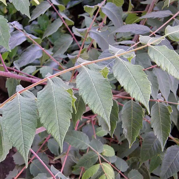 Rhus potaninii dried berries - Deciduous,Medicinal Herbs - Chinese ...