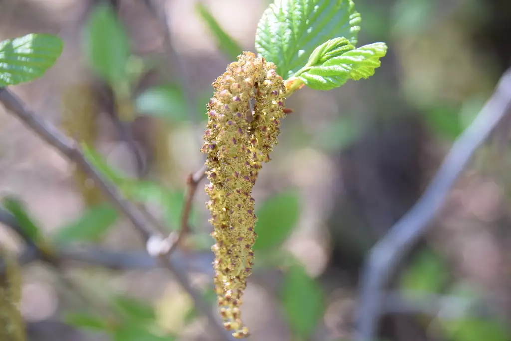 Alnus crispa - Medicinal Herbs,Shrub - Mountain Alder