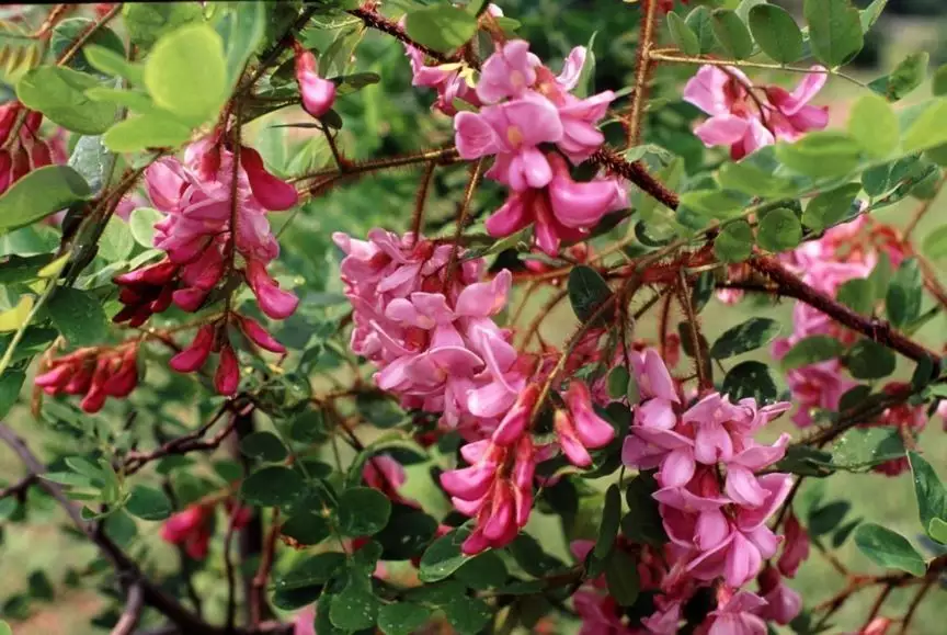 Robinia hispida var. fertilis - Shrub - Bristly Locust, Rose Acacia ...