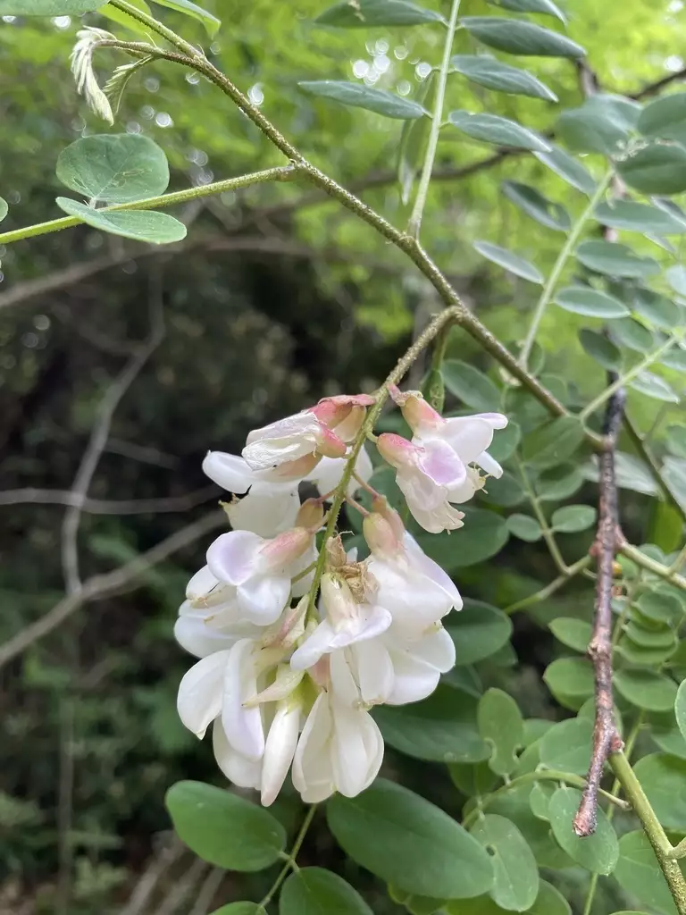 Robinia viscosa - Web page Navigation - Clammy Locust