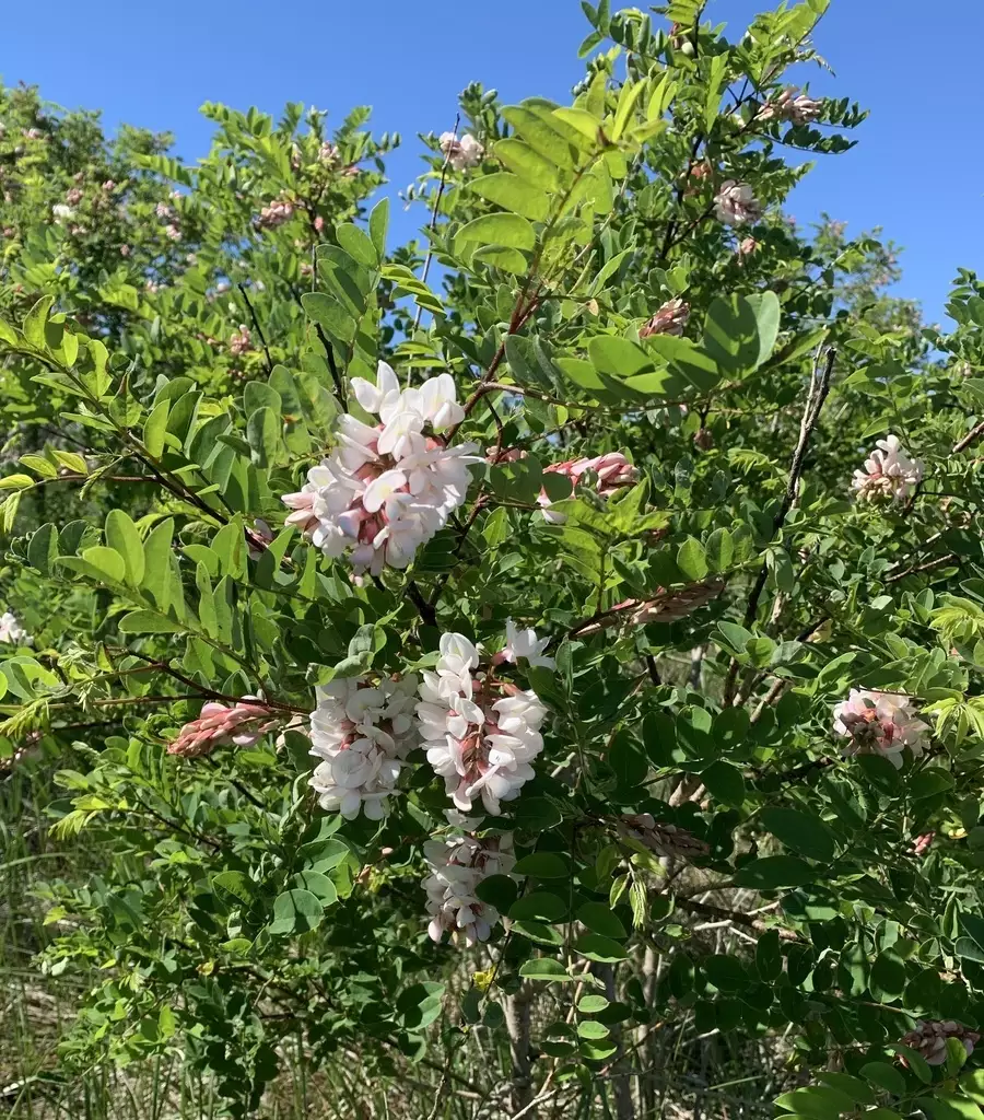 Robinia viscosa - Web page Navigation - Clammy Locust