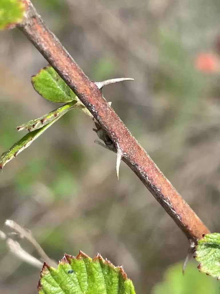 Rubus cuneifolius - Shrub - Sand Blackberry