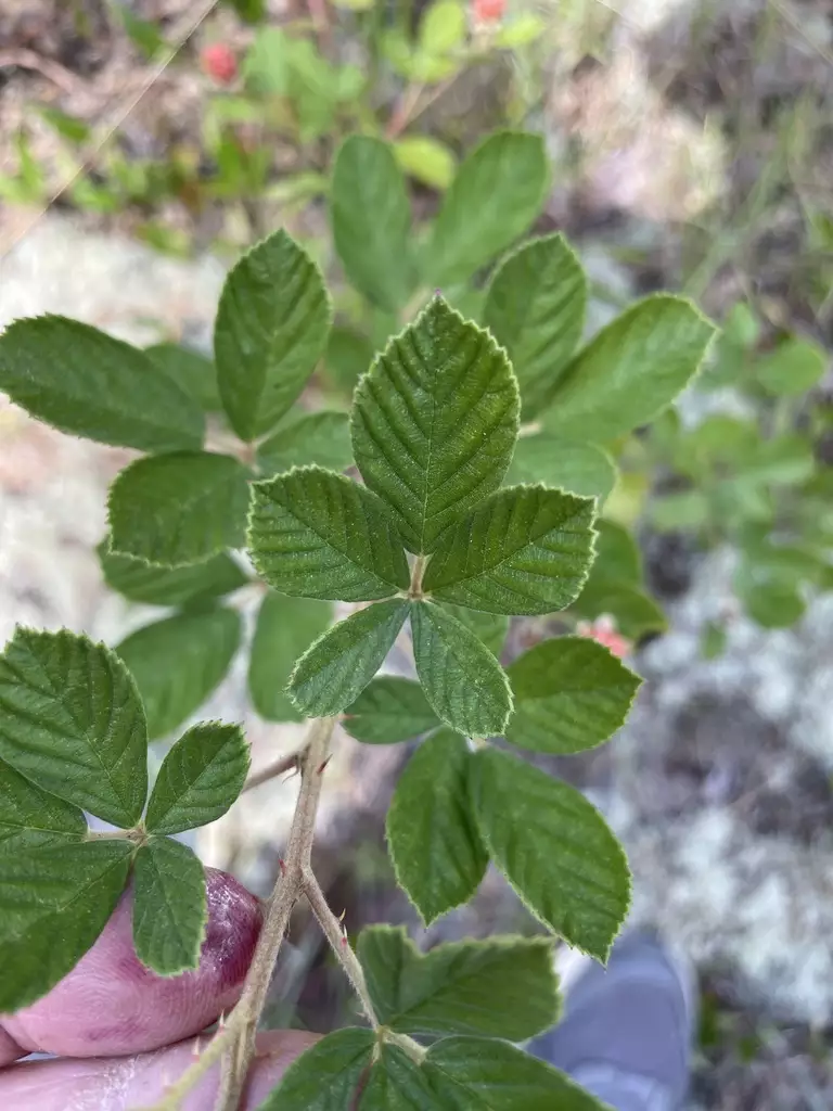 Rubus cuneifolius - Shrub - Sand Blackberry