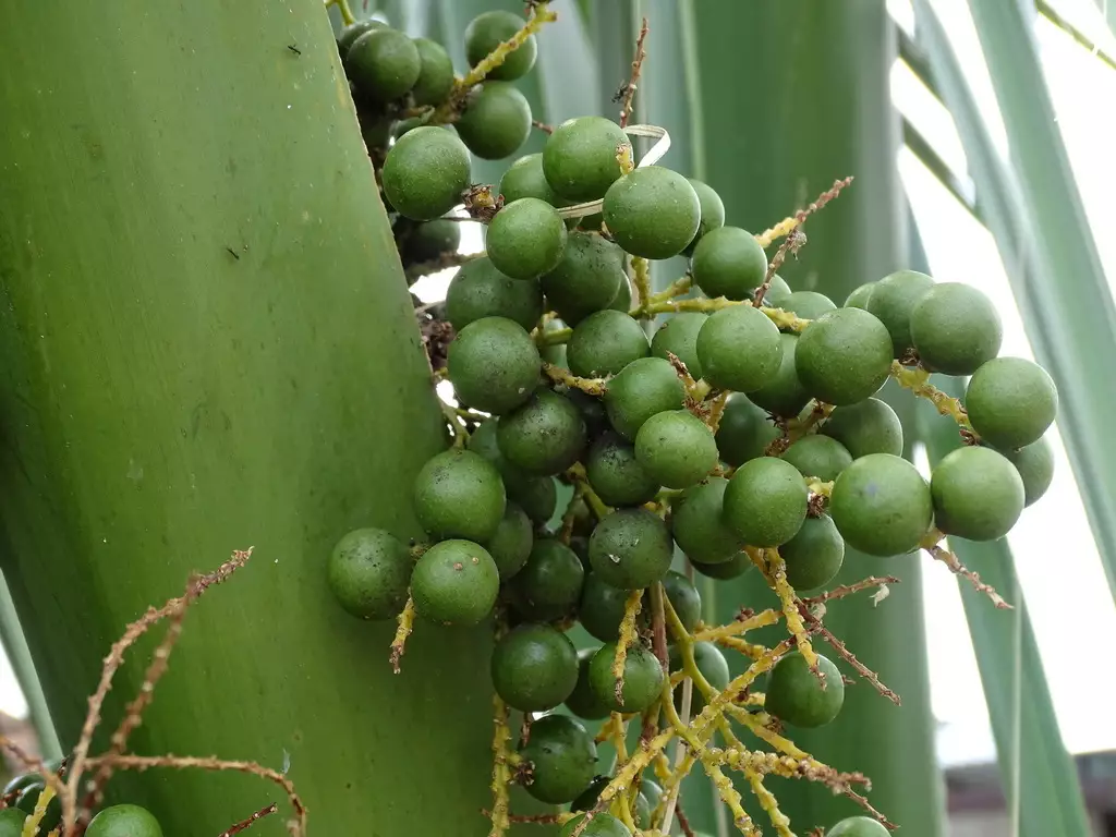 Sabal mexicana - Palm,Tree,Web page Navigation - Mexican Palmeto, Rio ...