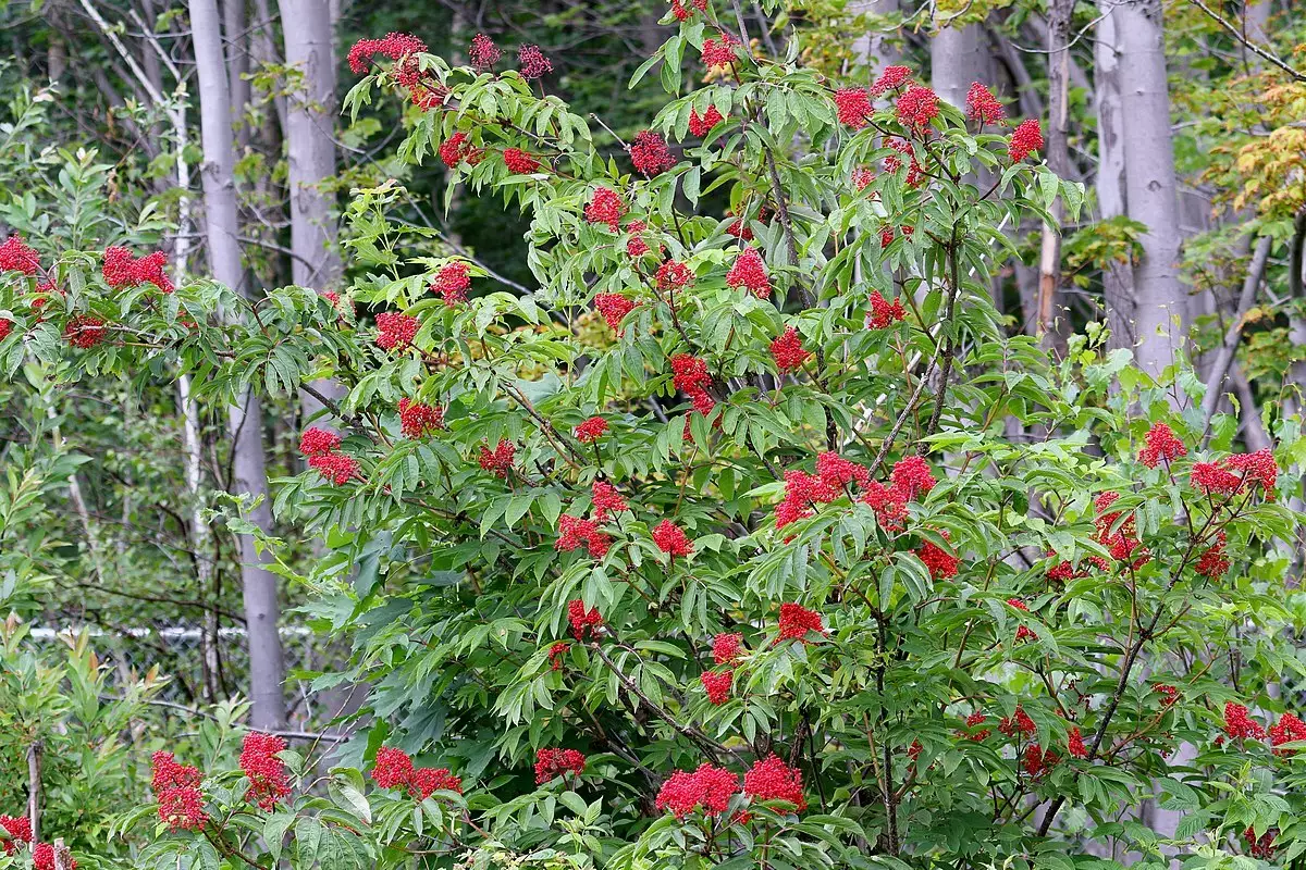 Sambucus pubens - Shrub - Red Elderberry, Scarlet Elderberry